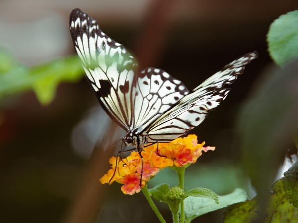 THROUGH MY EYES – The Heart of the Middle